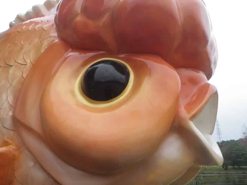 Nagasu Town: Exploring One of Japan’s Premier Goldfish Breeding Grounds ...
